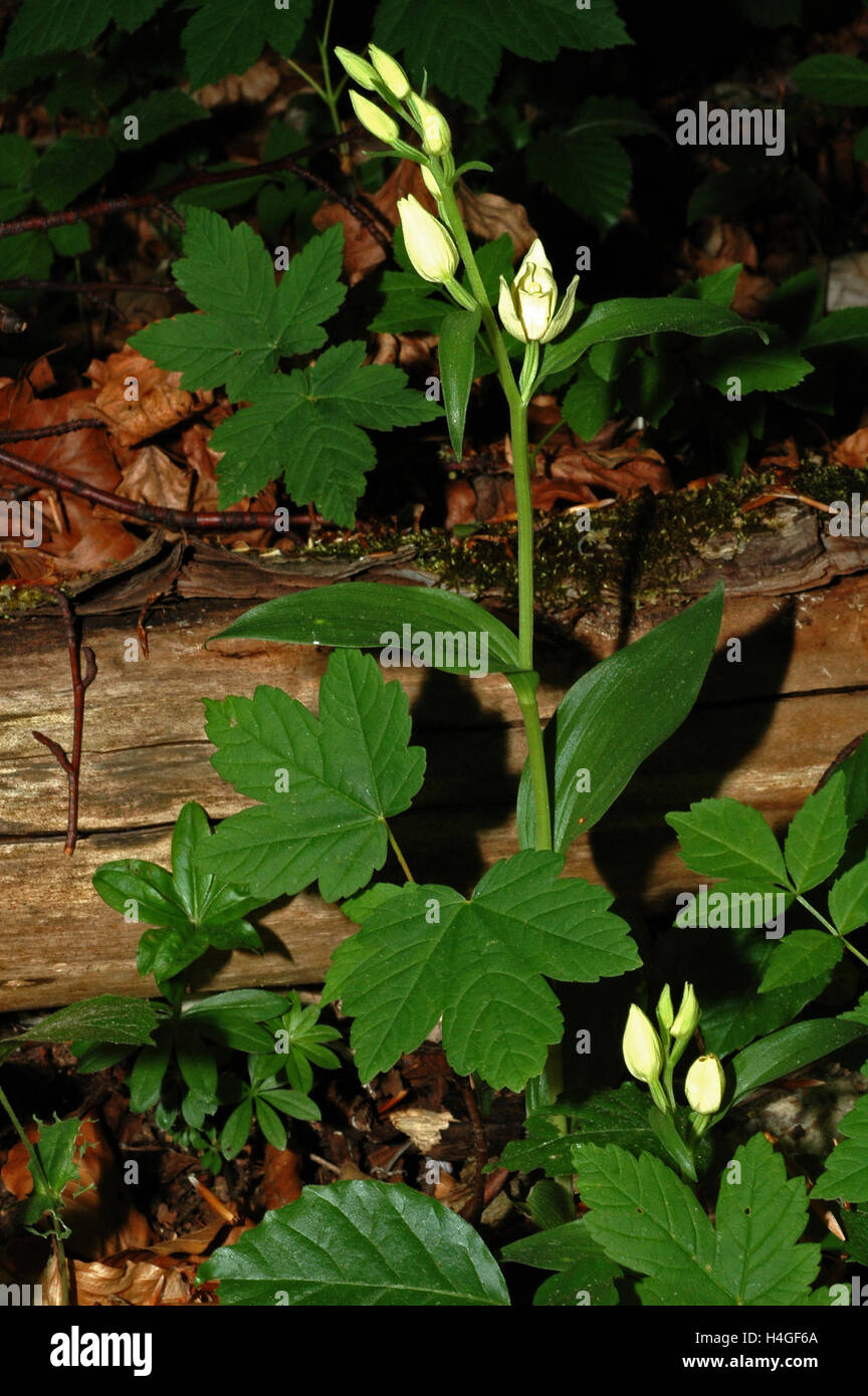 A white helleborine orchid (Cephalanthera damasonium) grows in a beech ...