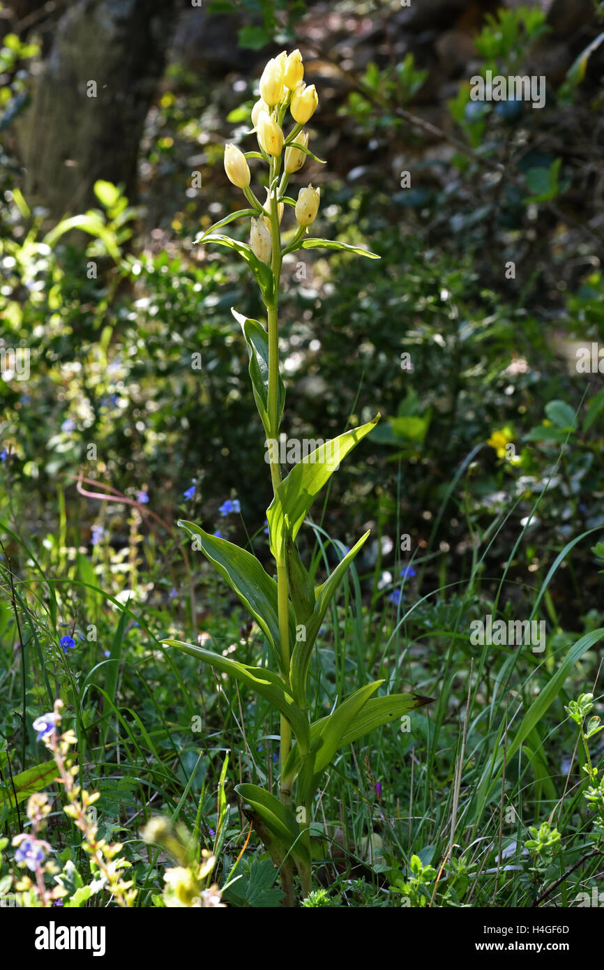 A white helleborine orchid (Cephalanthera damasonium) grows in a beech ...