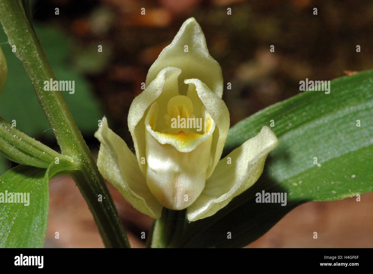 A white helleborine orchid (Cephalanthera damasonium) grows in a beech ...
