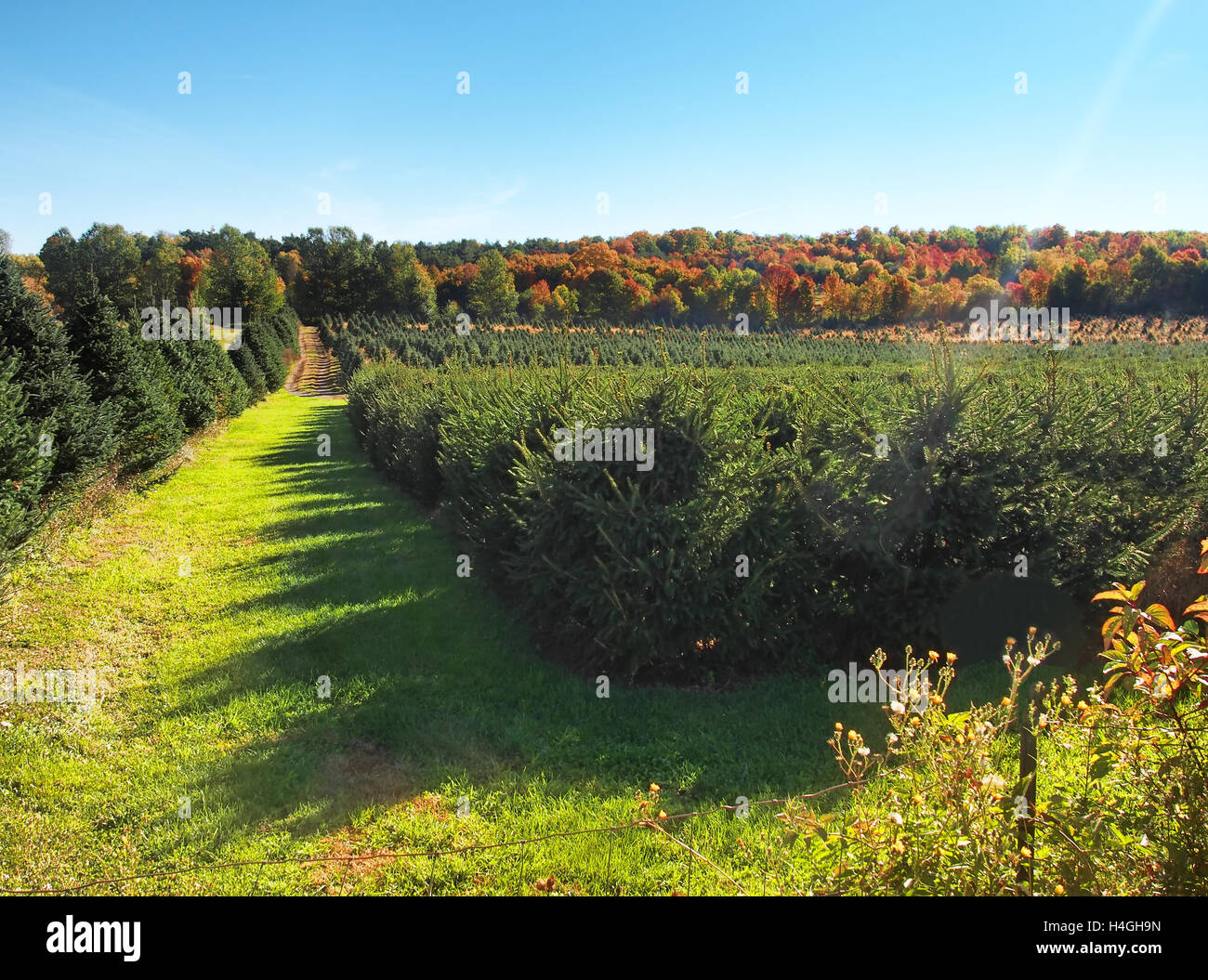 Christmas tree farm Stock Photo - Alamy