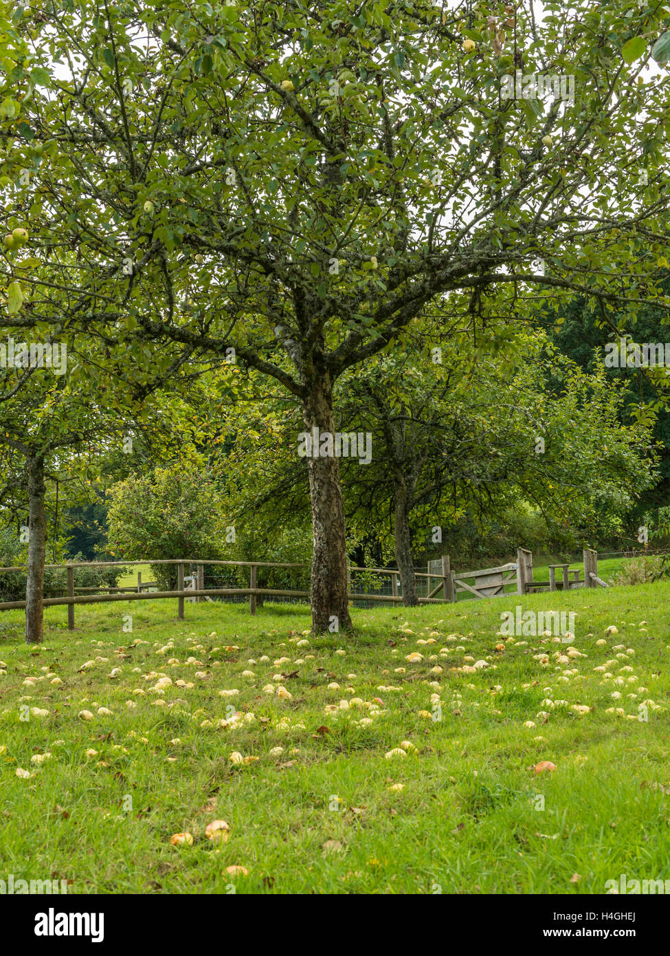 West country orchard in full bloom depicted apple trees and windfall ...