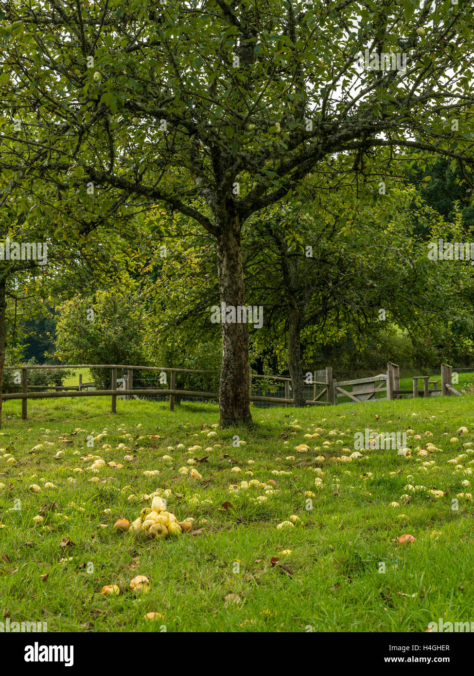 West country orchard in full bloom depicted apple trees and windfall ...