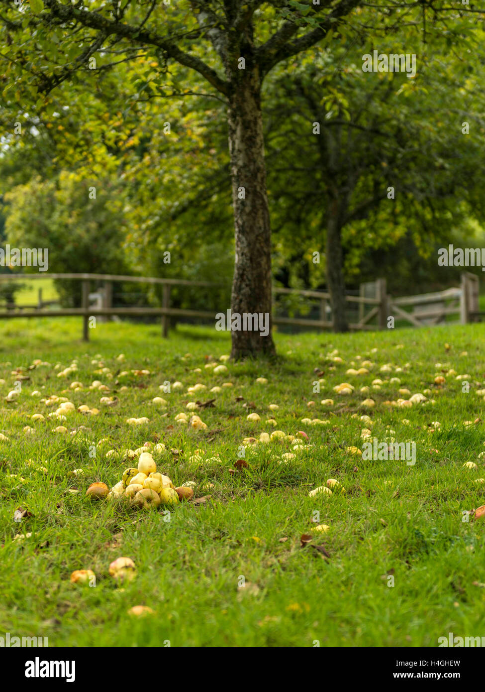 West country orchard in full bloom depicted apple trees and windfall ...
