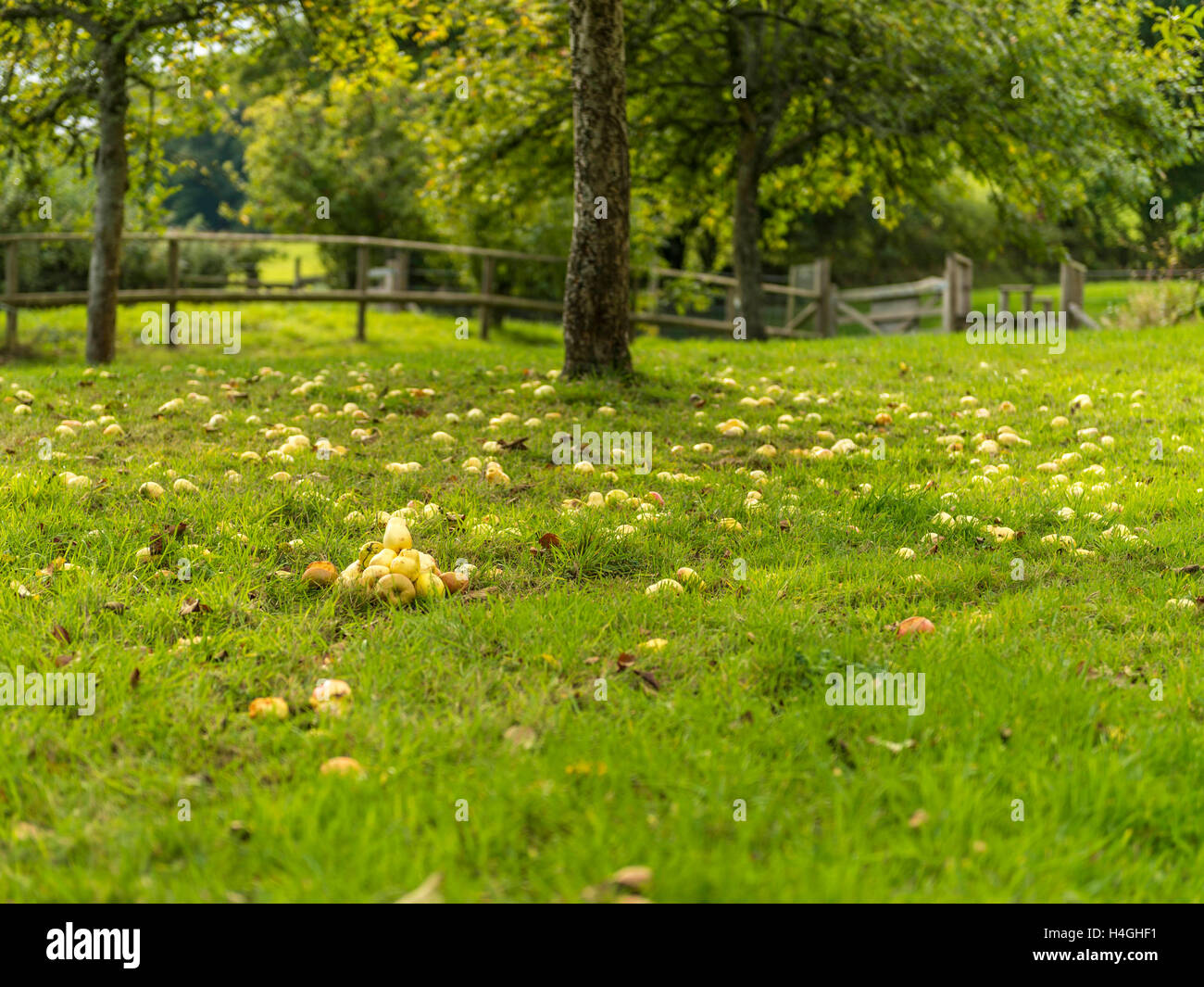 West country orchard in full bloom depicted apple trees and windfall ...