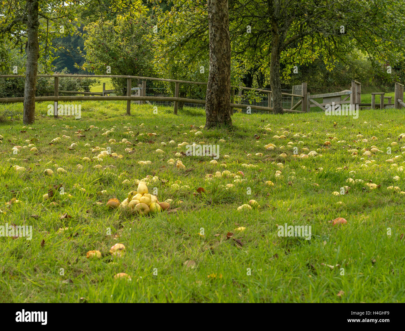 West country orchard in full bloom depicted apple trees and windfall ...