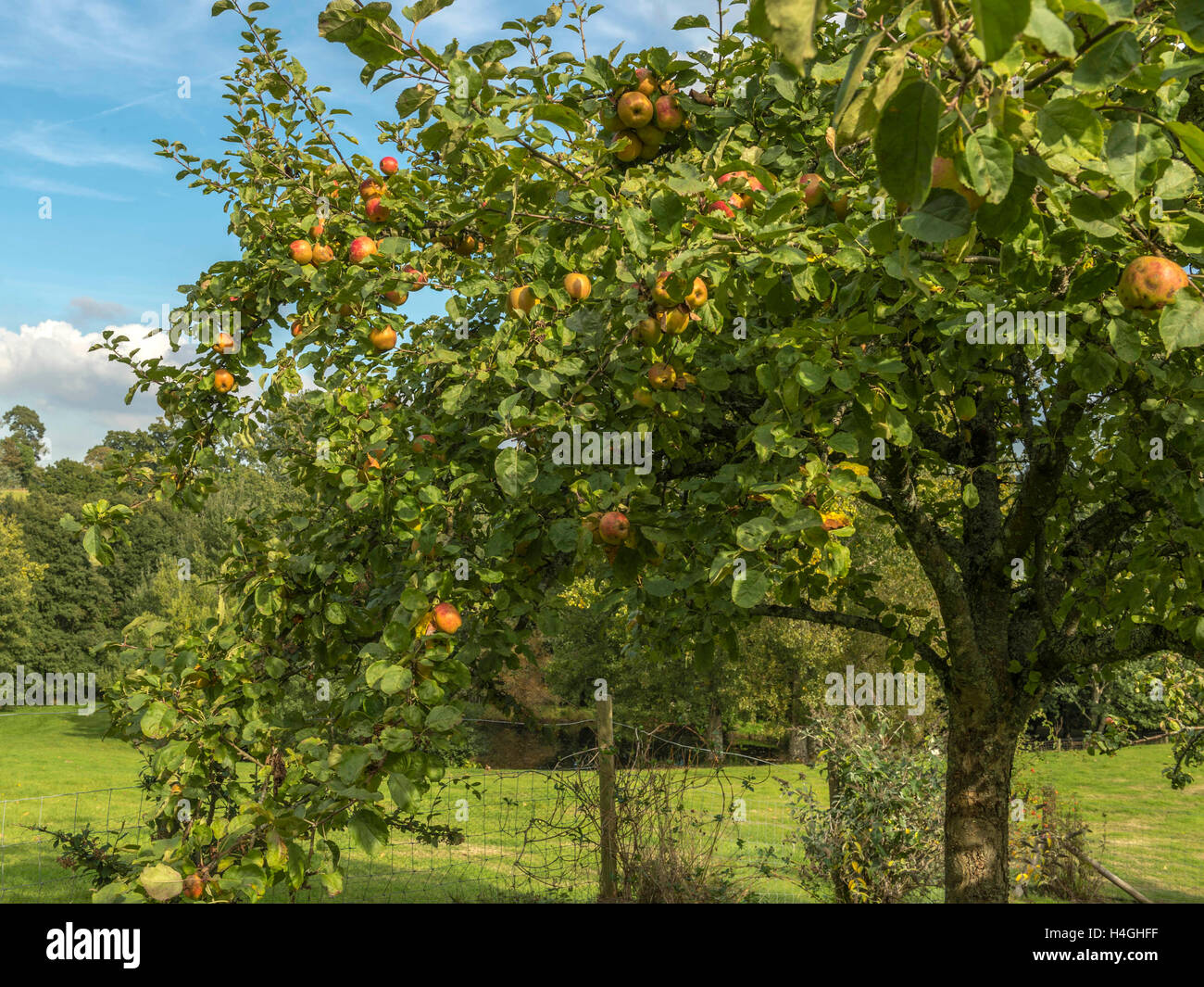 West country orchard in full bloom depicted apple trees and windfall ...