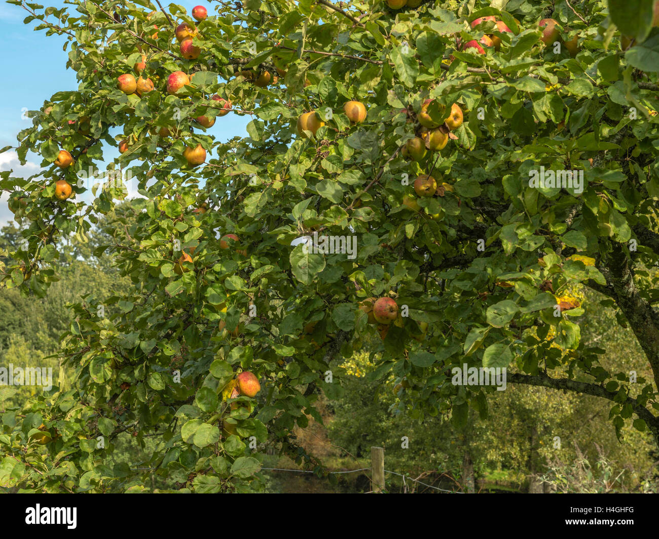 West country orchard in full bloom depicted apple trees and windfall ...