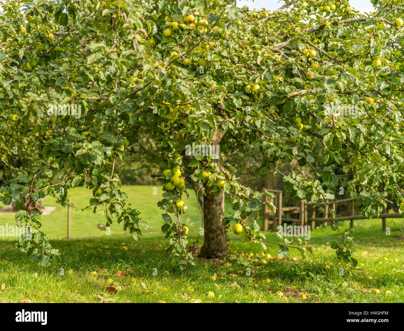 Country orchard hi-res stock photography and images - Alamy