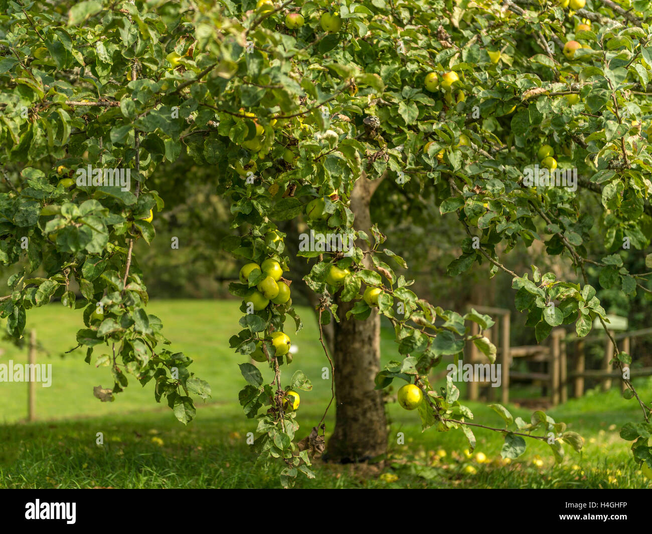 West country orchard in full bloom depicted apple trees and windfall ...