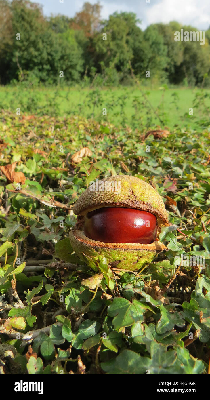 HORSE CHESTNUT CONKER (Aesculus hippocastanum) Photo Tony Gale Stock ...