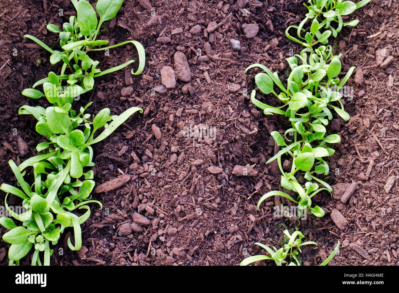 Young Spinach Plants