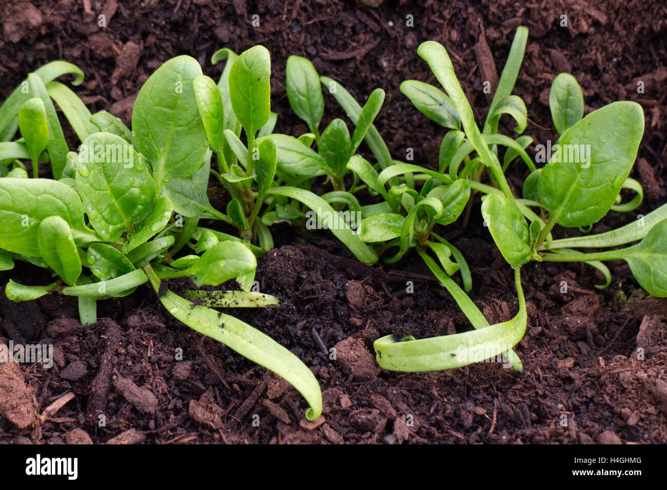Spinach growing in the ground at a farm around dirt, farm inspired ...