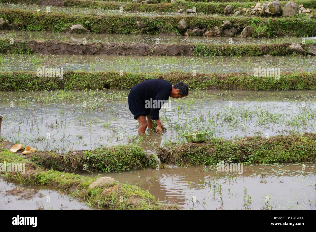 Vietnamese farmer planting rice. Sapa, Vietnam, Lao Cai Province, Asia ...
