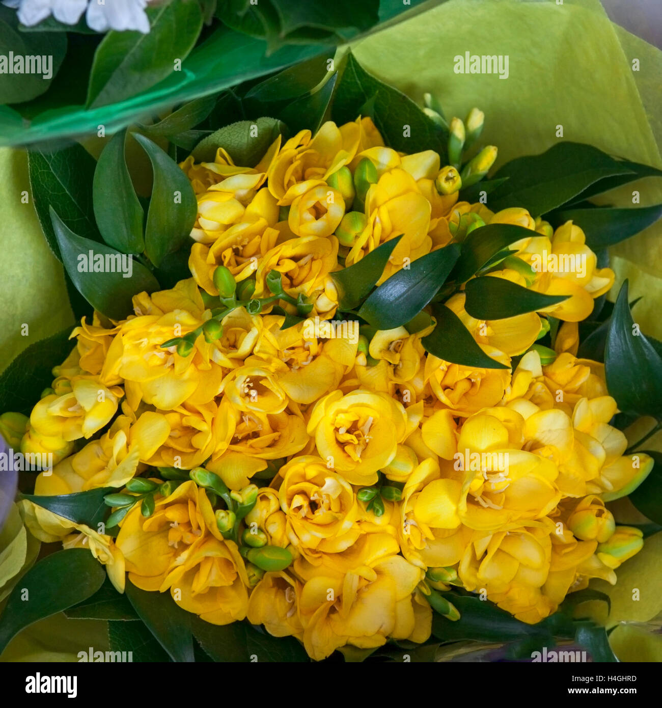 Fresia Stock Photos & Fresia Stock Images - Alamy