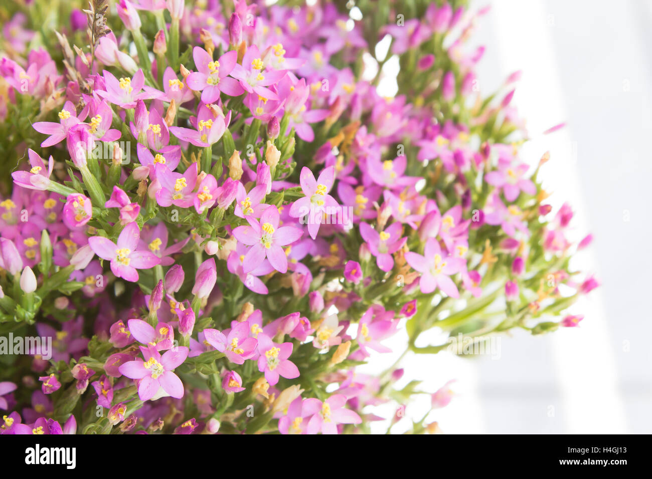Common Centaury ( Centaurium Erythraea ) Flowers Stock Photo - Alamy