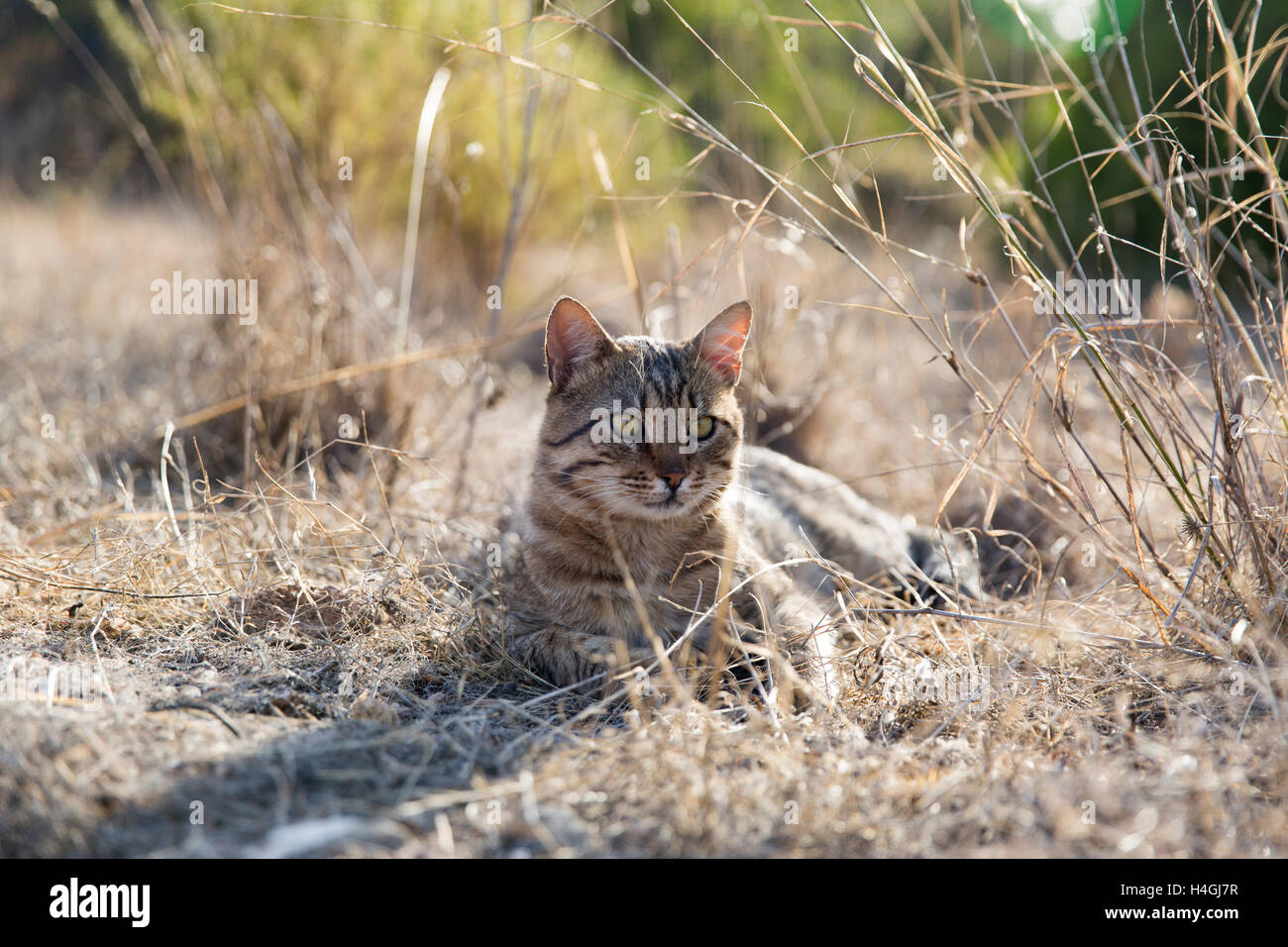 Pleased cat at the Algarve coast in Portugal Stock Photo - Alamy