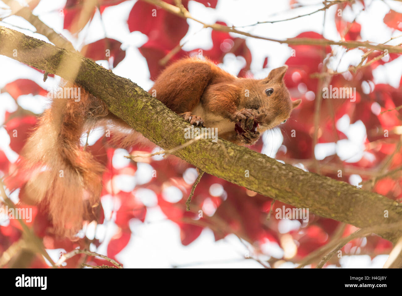 A red squirrel eating a cherry sitting on a branch in a tree Stock ...
