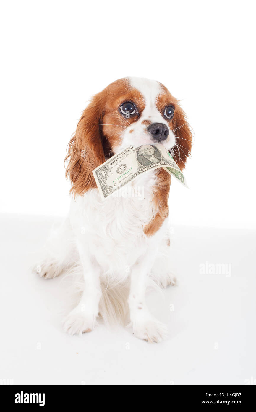 Dog with dollar bill. Cute guilty face Stock Photo - Alamy