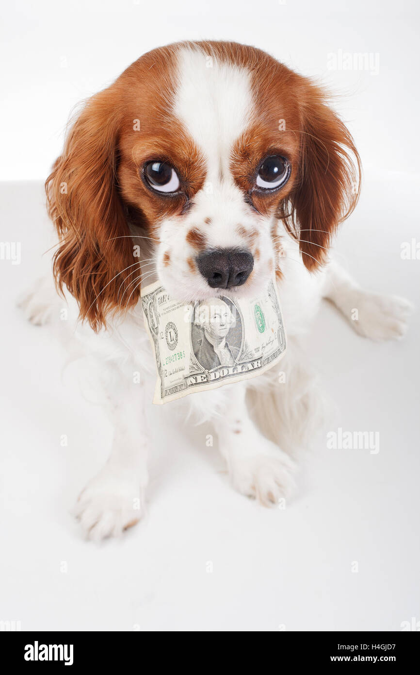 Trained Cavalier king charles spaniel puppy holding dollar bill to pay ...