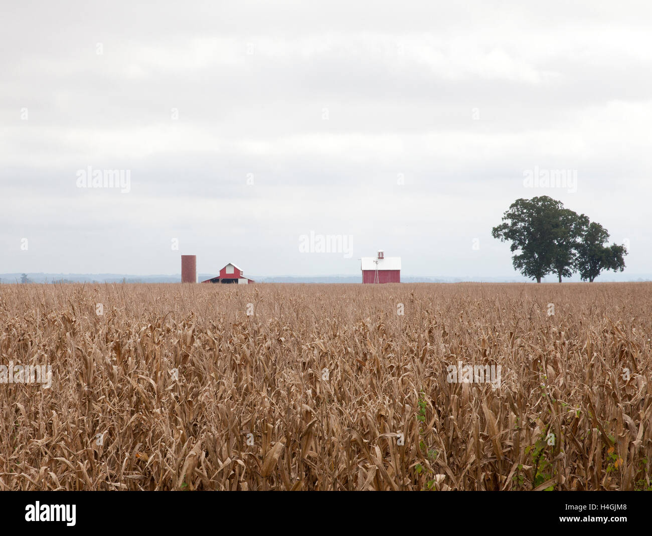 Agriculture farm corn hi-res stock photography and images - Alamy