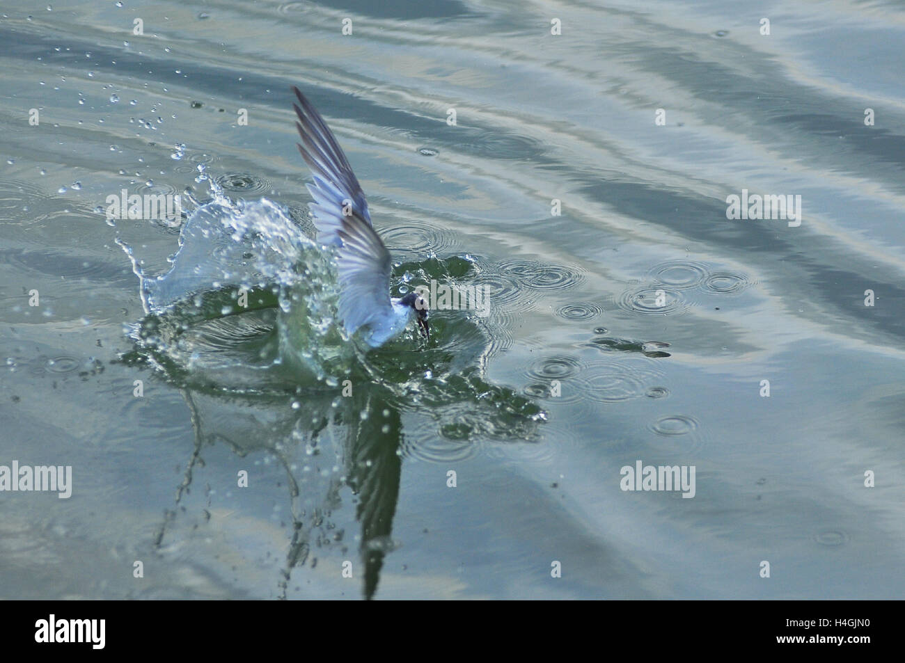 Lhouksemawe, Indonesia. 15th Oct, 2016. A seagull population in Aceh ...