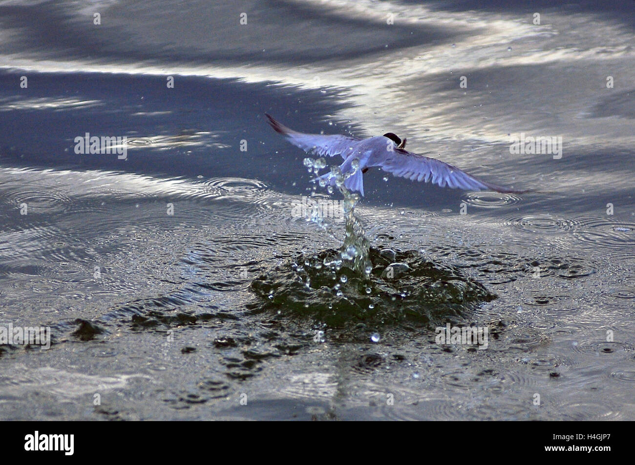 Lhouksemawe, Indonesia. 15th Oct, 2016. A seagull population in Aceh ...