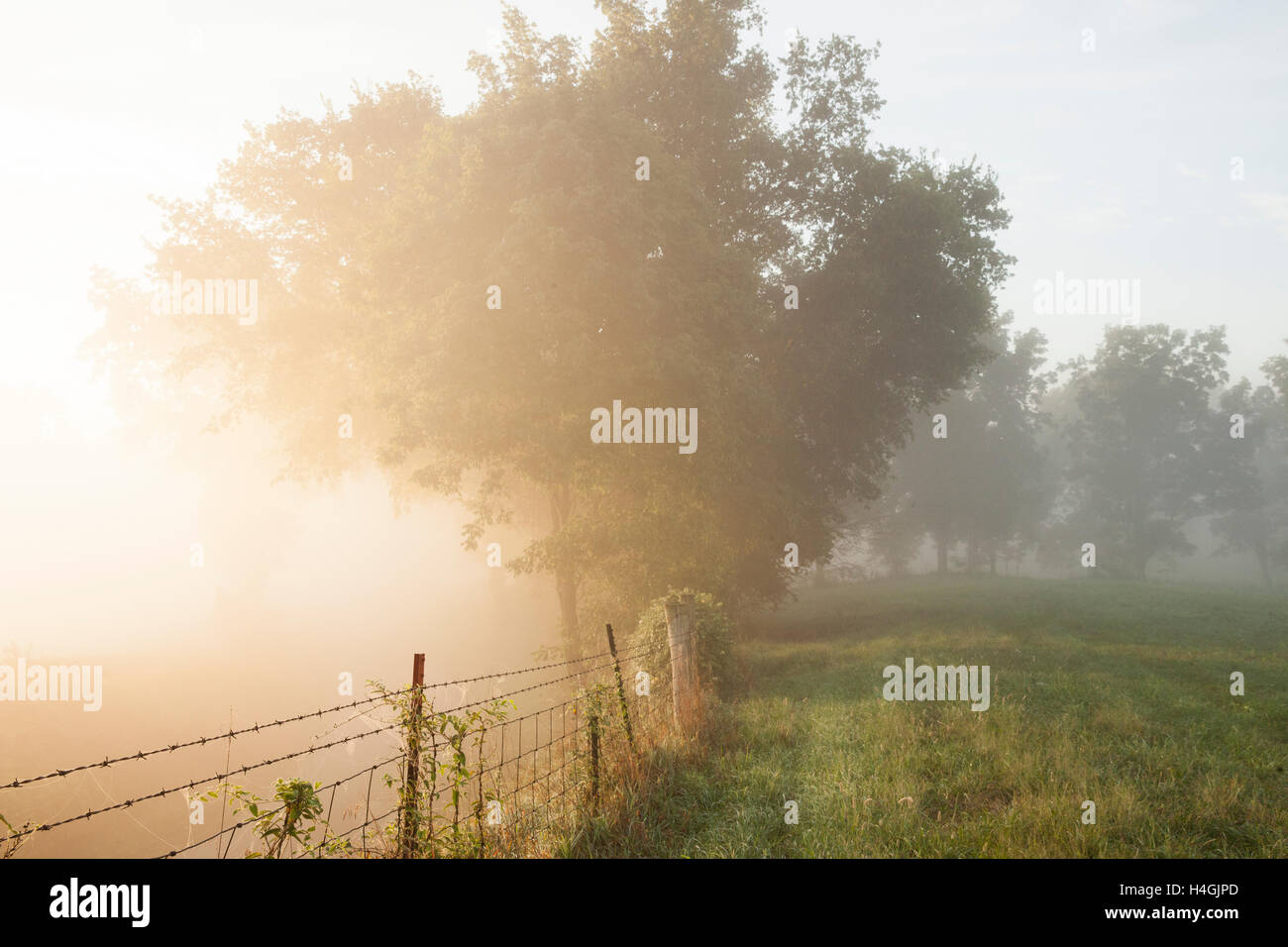 "Mist, Road #1" Southern Illinois Stock Photo - Alamy