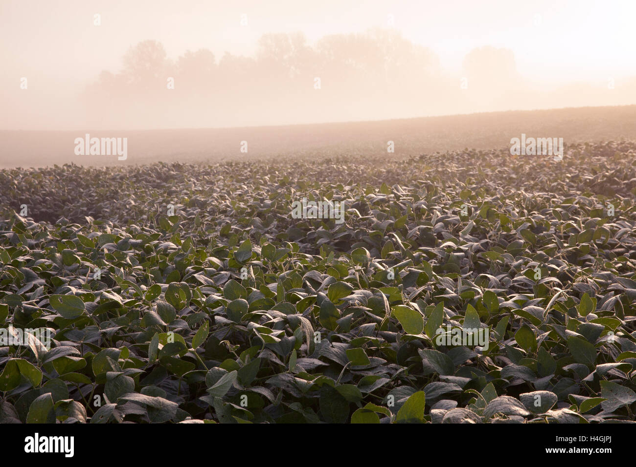 Soybean field silos hi-res stock photography and images - Alamy