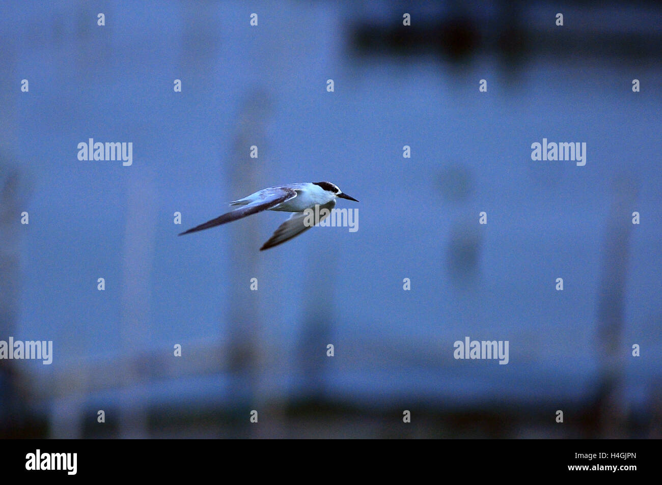 Lhouksemawe, Indonesia. 15th Oct, 2016. A seagull population in Aceh ...