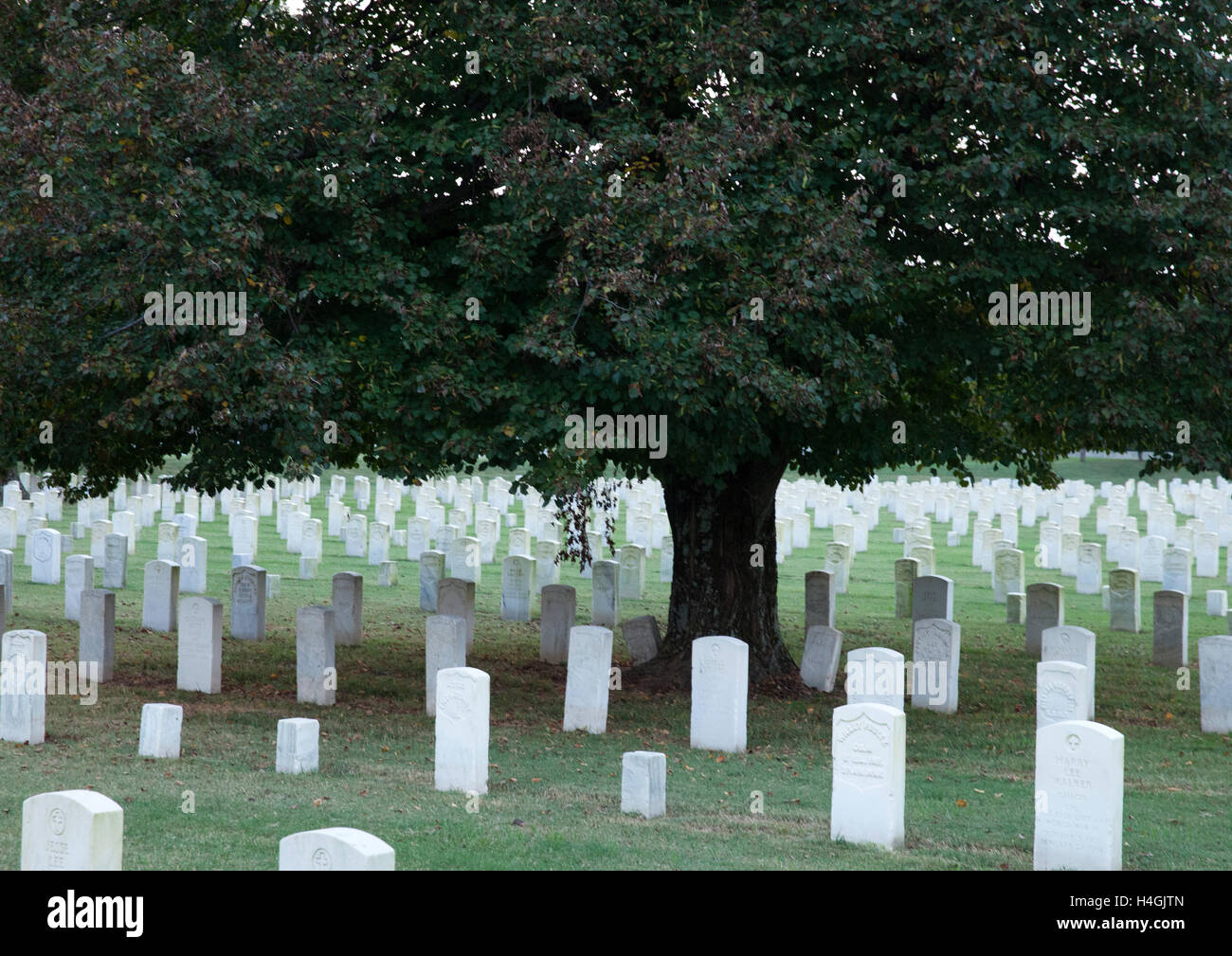 "Gravestones and Tree Stock Photo - Alamy