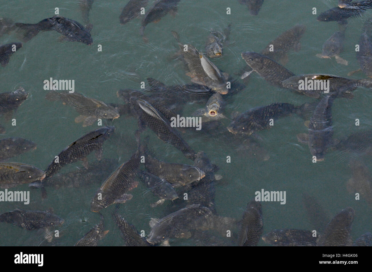 Mahseer hi-res stock photography and images - Alamy