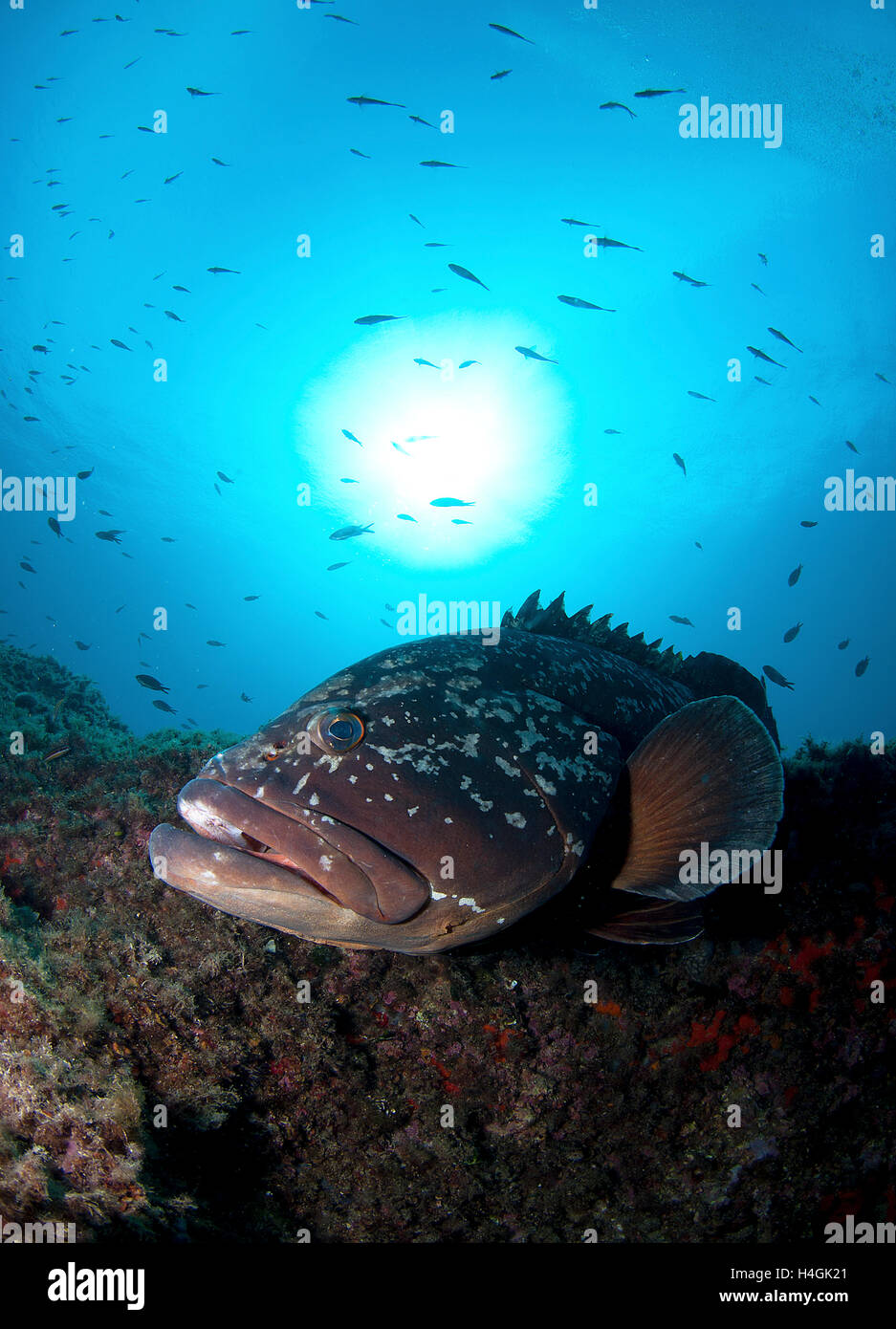 grouper poses for photos Stock Photo - Alamy