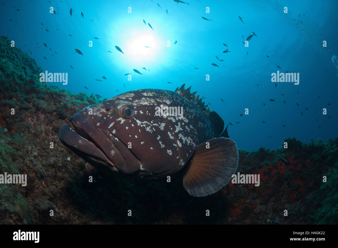 grouper poses for photos Stock Photo - Alamy