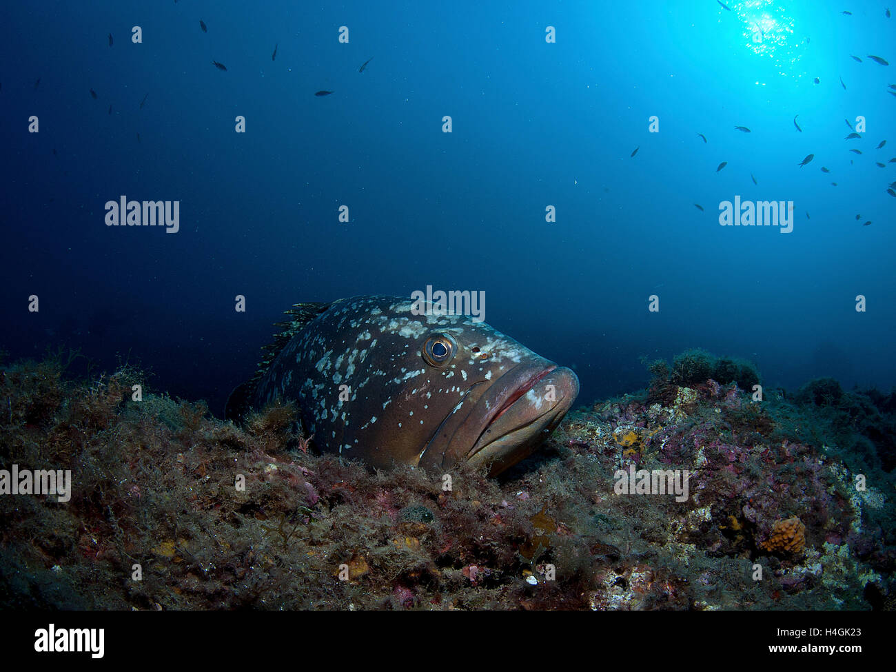 grouper poses for photos Stock Photo - Alamy