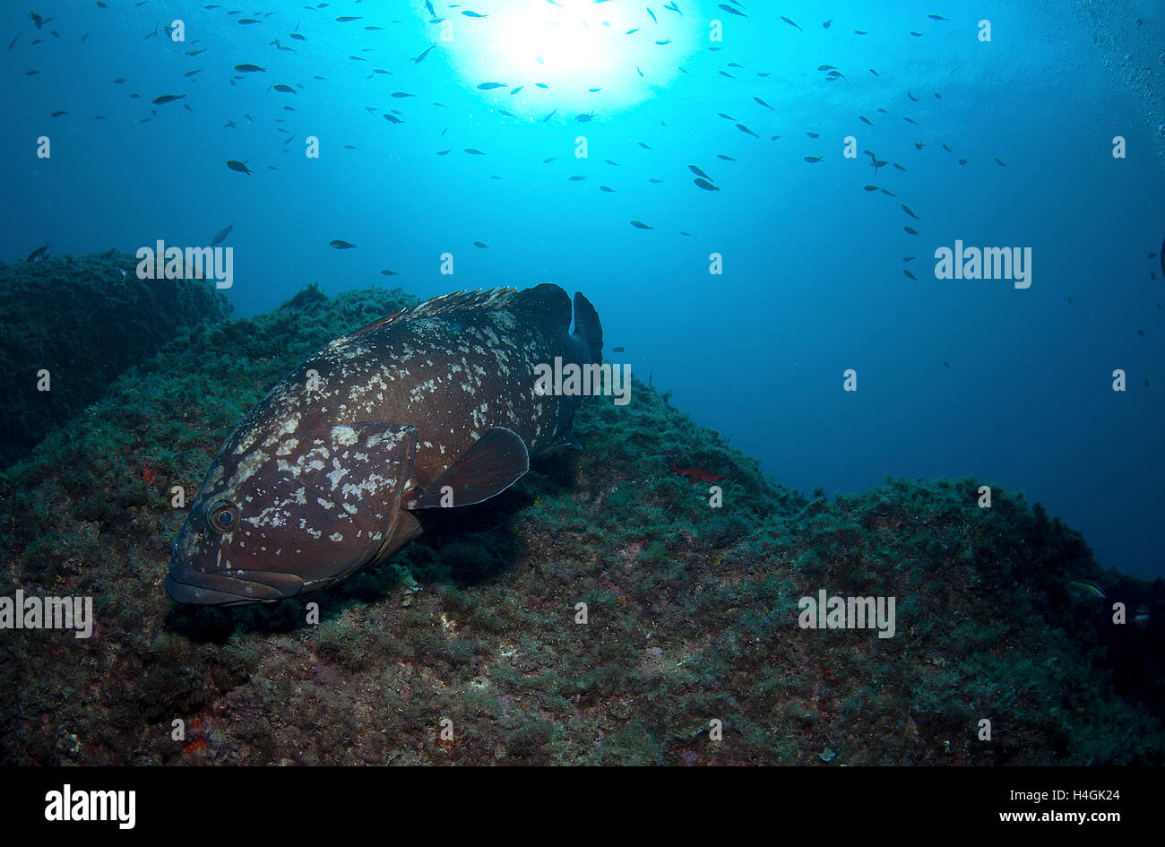 grouper poses for photos Stock Photo - Alamy