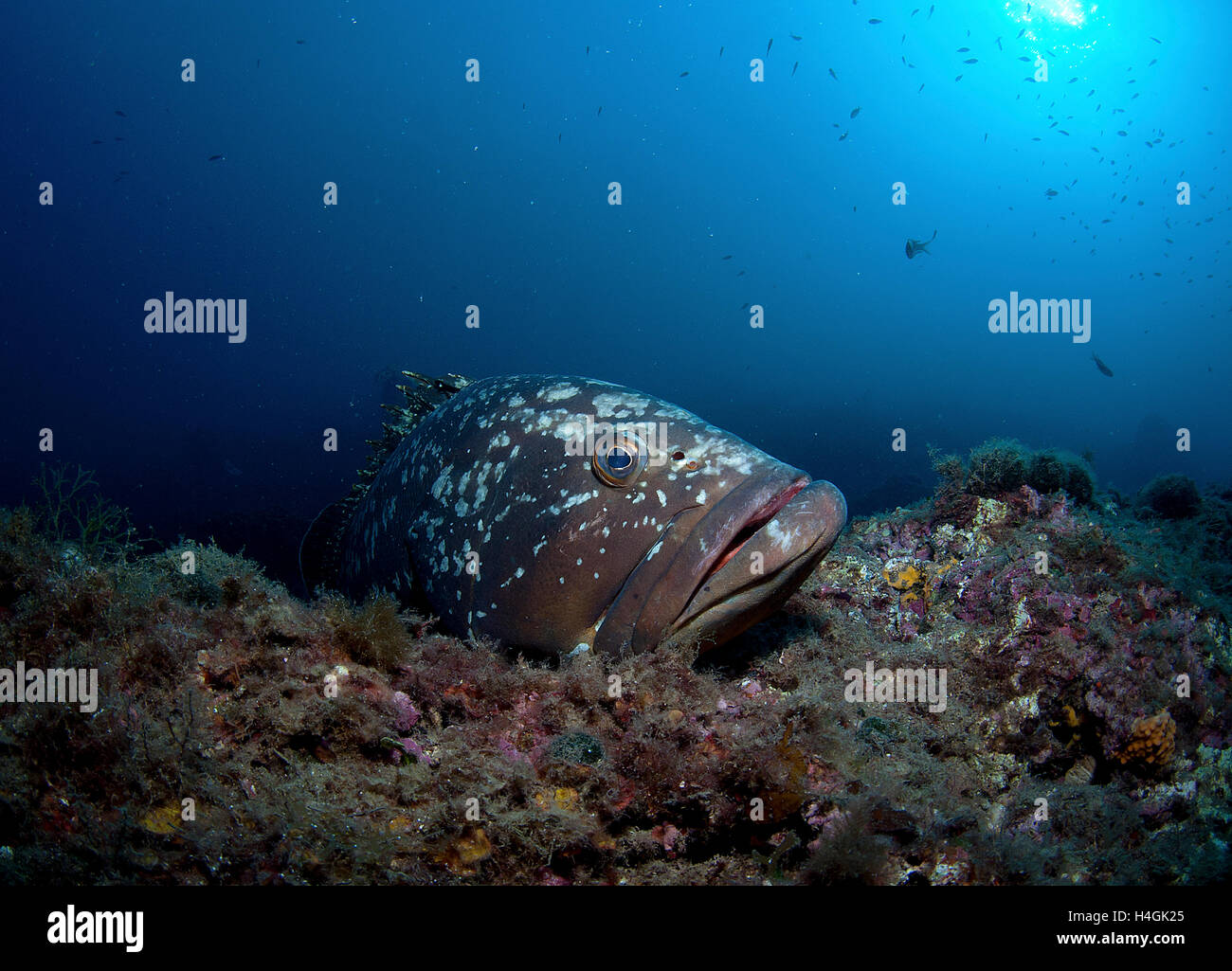 grouper poses for photos Stock Photo - Alamy