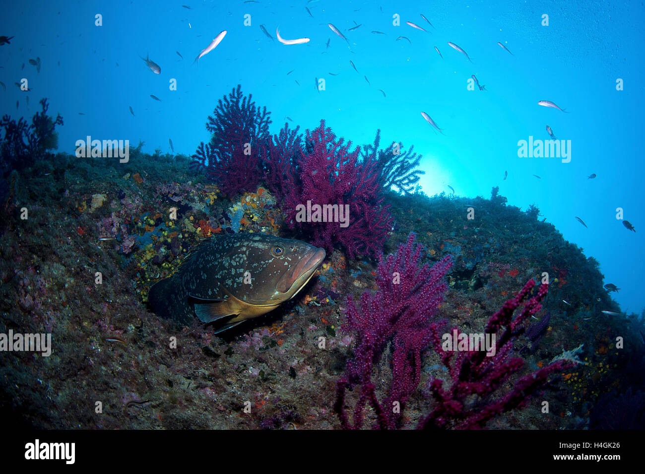 grouper poses for photos Stock Photo - Alamy