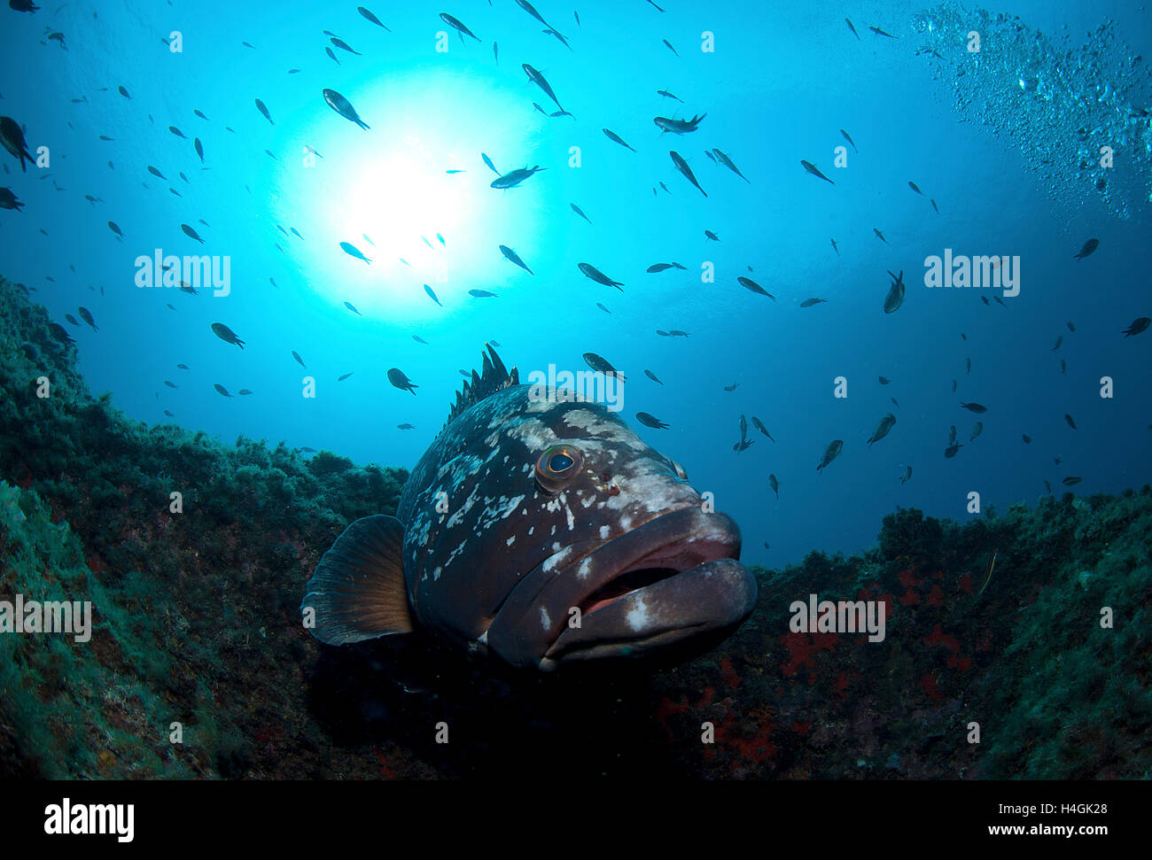 grouper poses for photos Stock Photo - Alamy