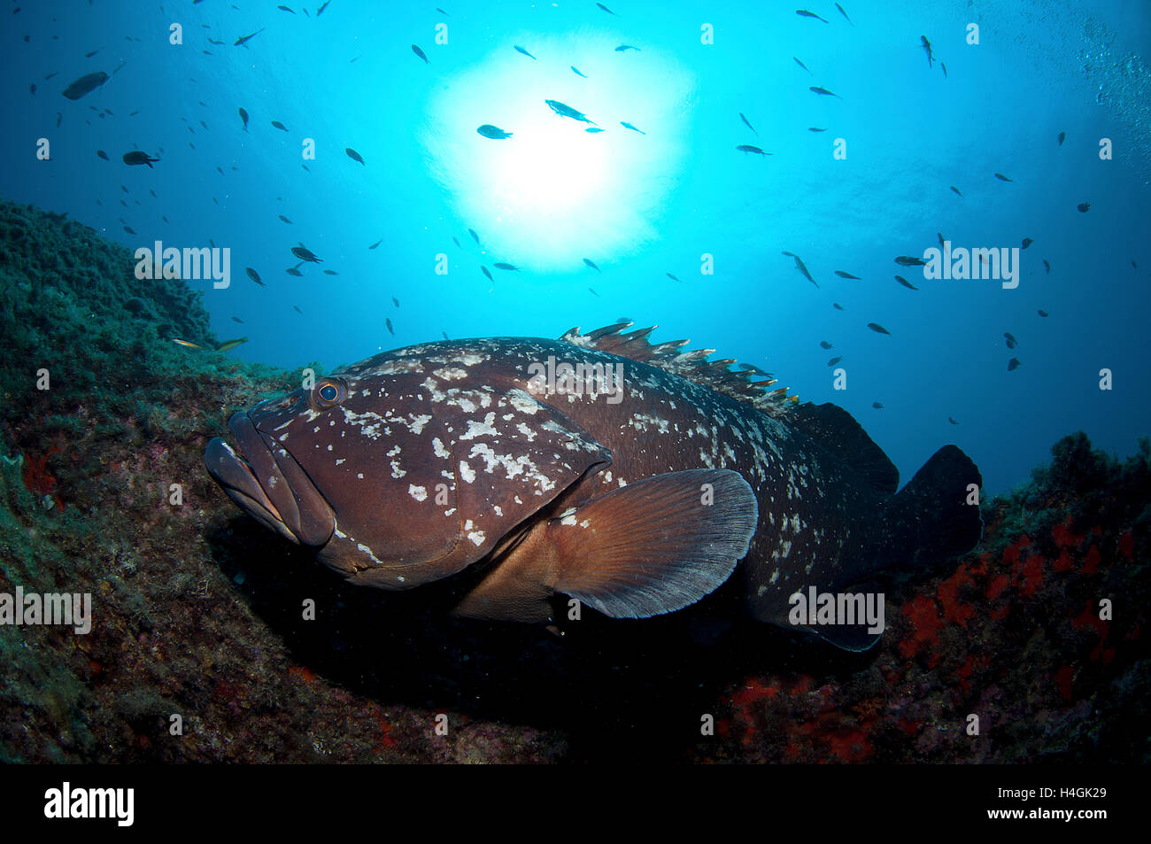 grouper poses for photos Stock Photo - Alamy