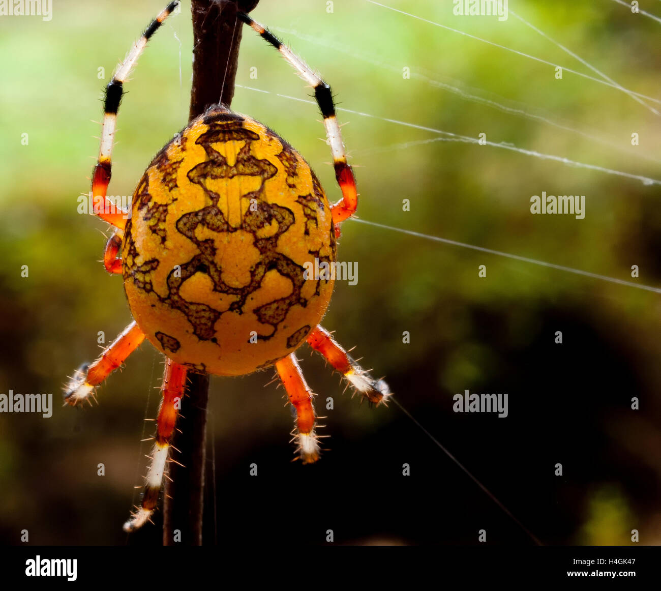 Yellow Orb Spider Stock Photo - Alamy