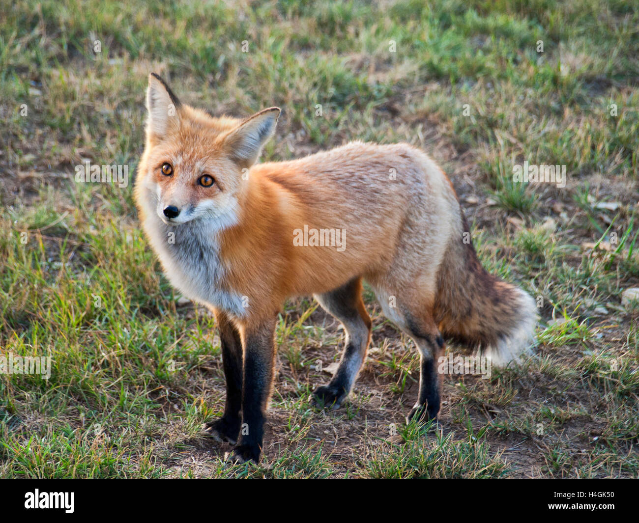 Fox hair hi-res stock photography and images - Alamy