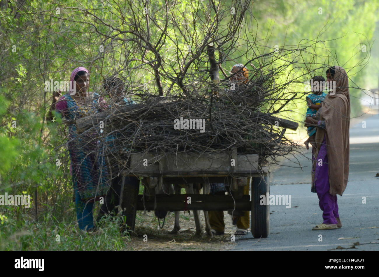 Rural pakistani livestock hi-res stock photography and images - Alamy