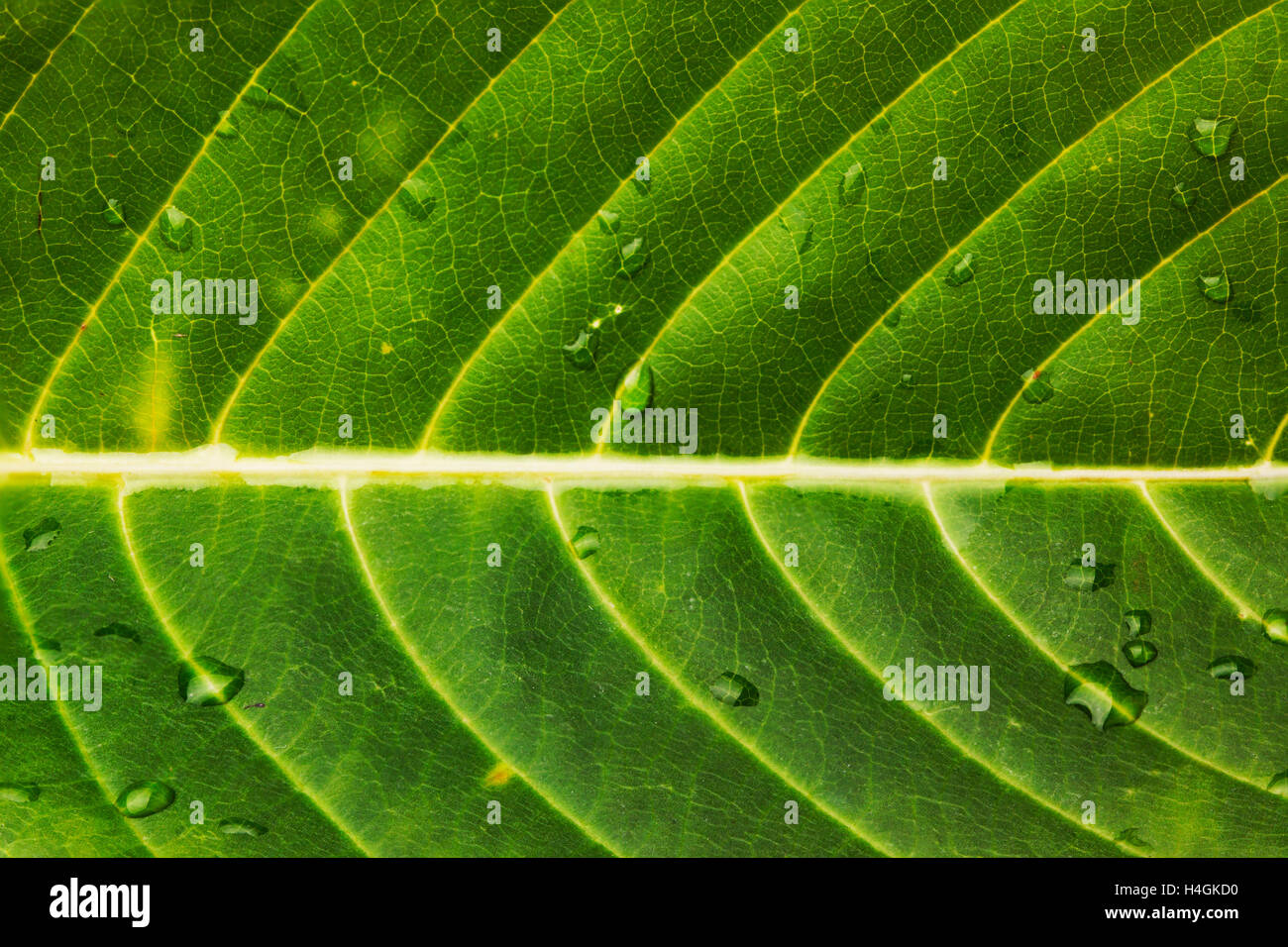 Green Leaf Macro Closeup Background Texture Stock Photo - Alamy
