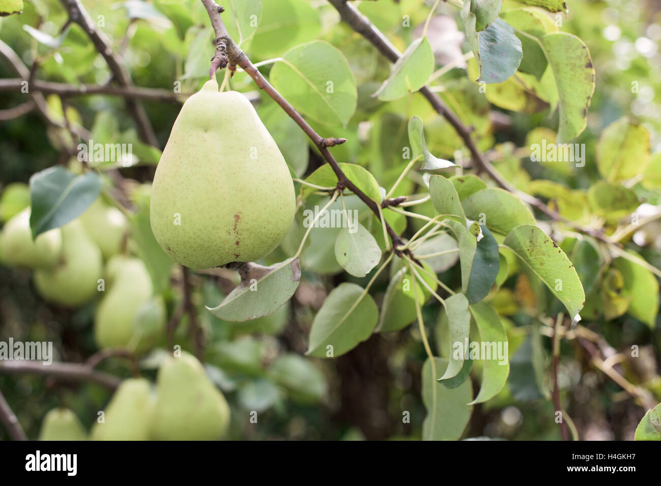 Hanging pears tree hi-res stock photography and images - Alamy