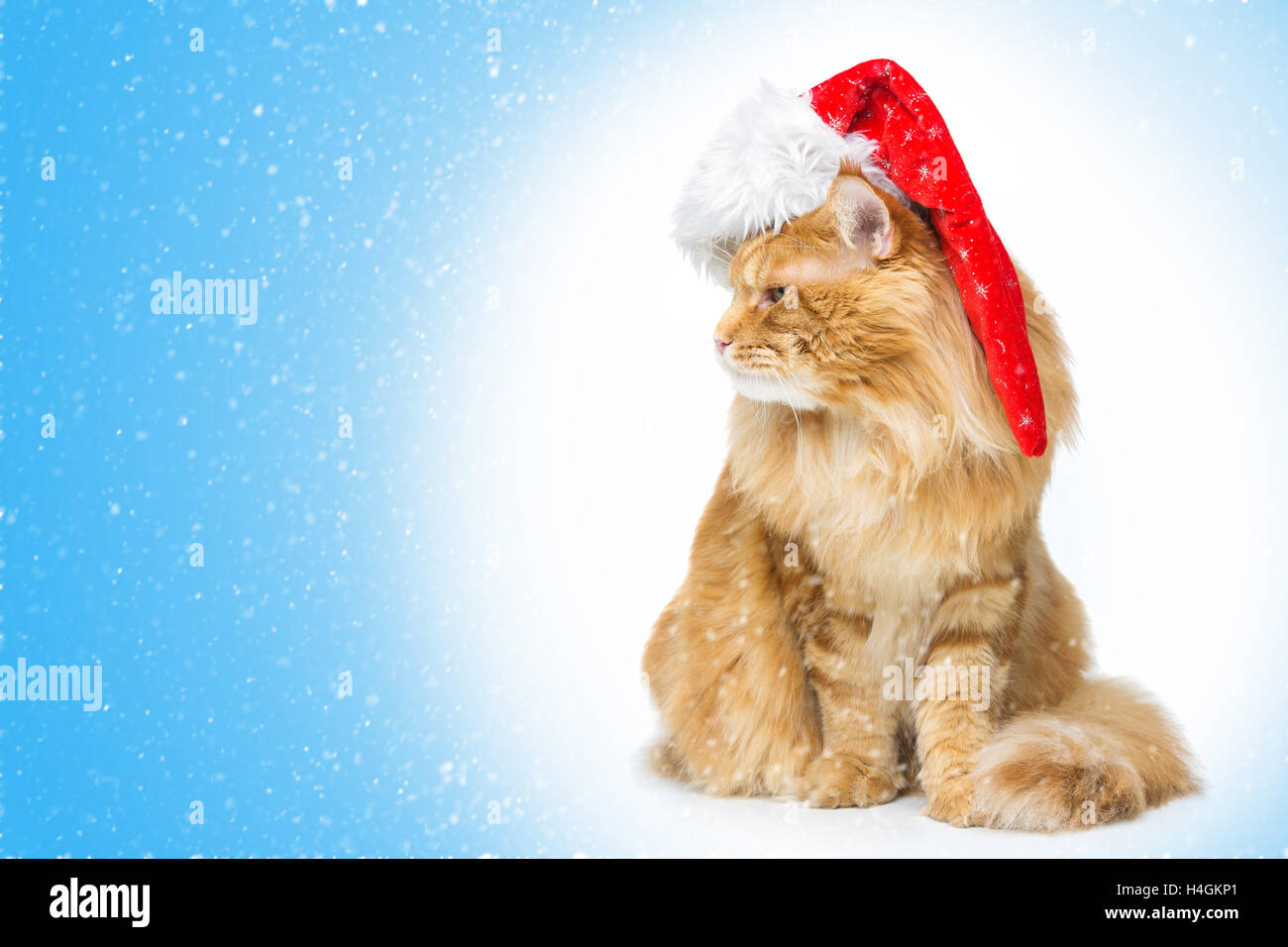 Big ginger cat in santa cap looking the side Stock Photo - Alamy