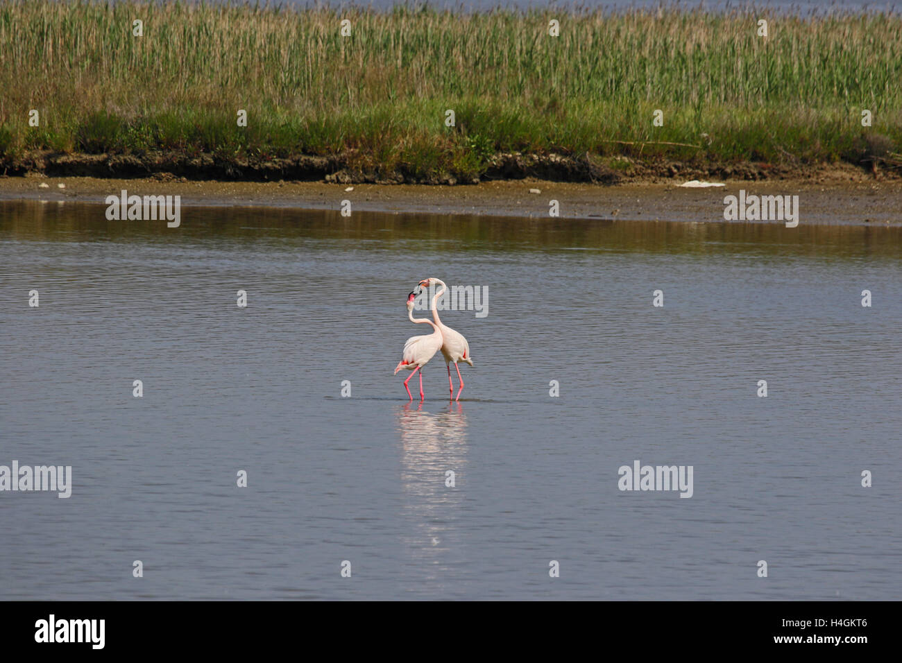 Two flamingos mating ritual Latin fenicottero phoenicopterus ruber in ...