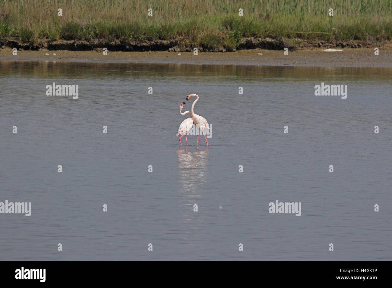 Flamingo Mating Ritual Desktop