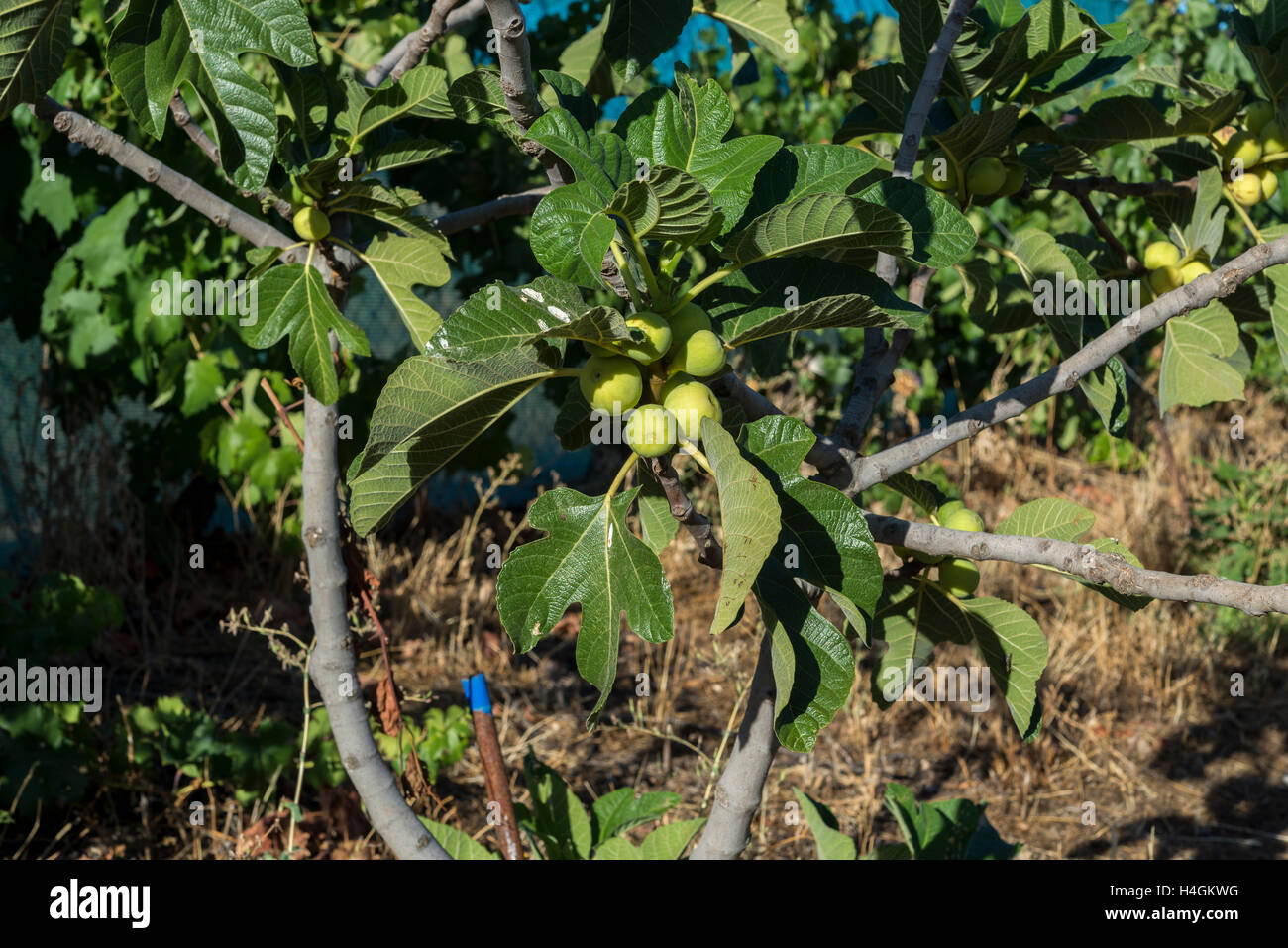 Bunch of figs on the fig tree Stock Photo - Alamy