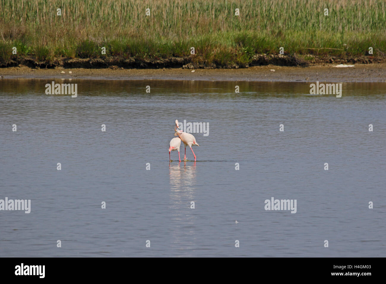 Two flamingos mating ritual latin hi-res stock photography and images ...