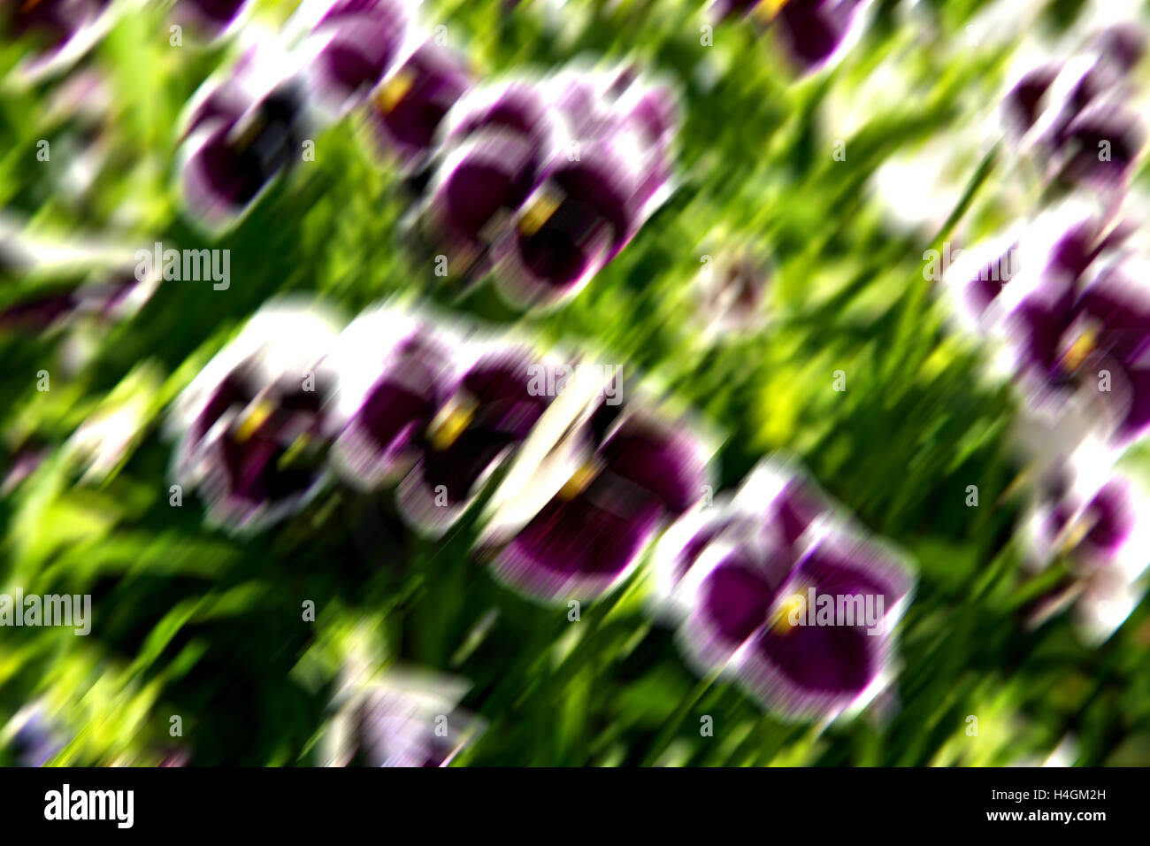 blur in the spring colors flowers and garden Stock Photo - Alamy